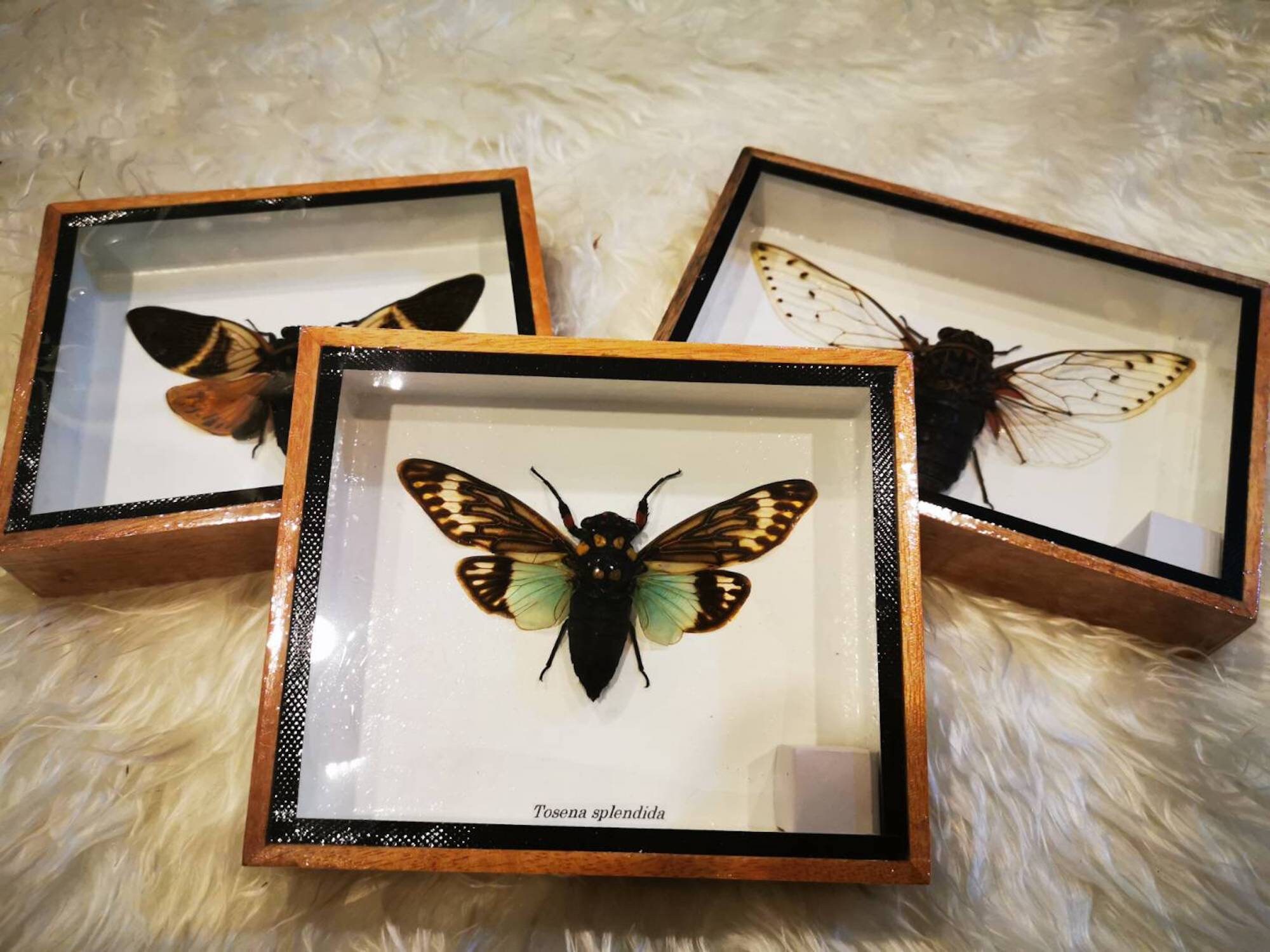 3 Real Mix CICADA Bugs Insect Taxidermy in Display Wood Frame - Etsy