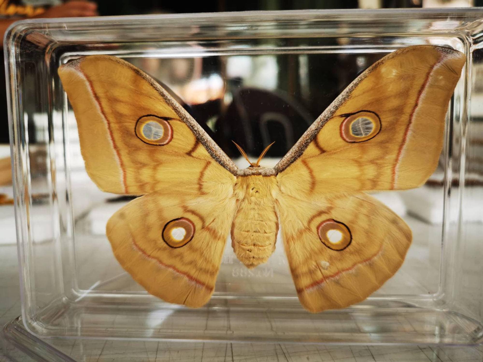 Antheraea Frithi Pedunculata Butterfly Insect Taxidermy Clear - Etsy