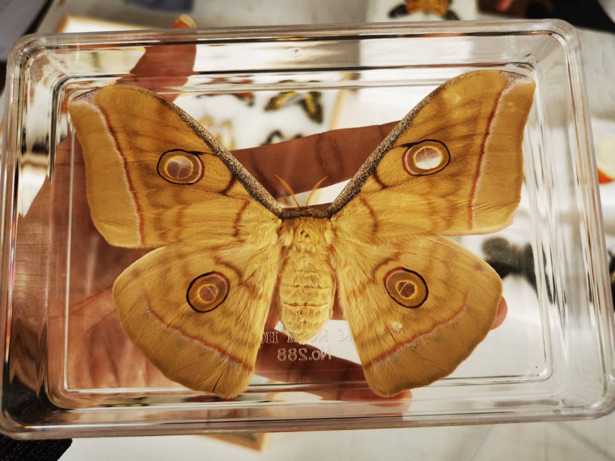 Antheraea Frithi Pedunculata Butterfly Insect Taxidermy Clear - Etsy