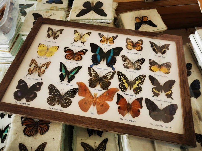 Mix 20 Beautiful Thai Butterfly Insect Taxidermy Entomology Frame ...