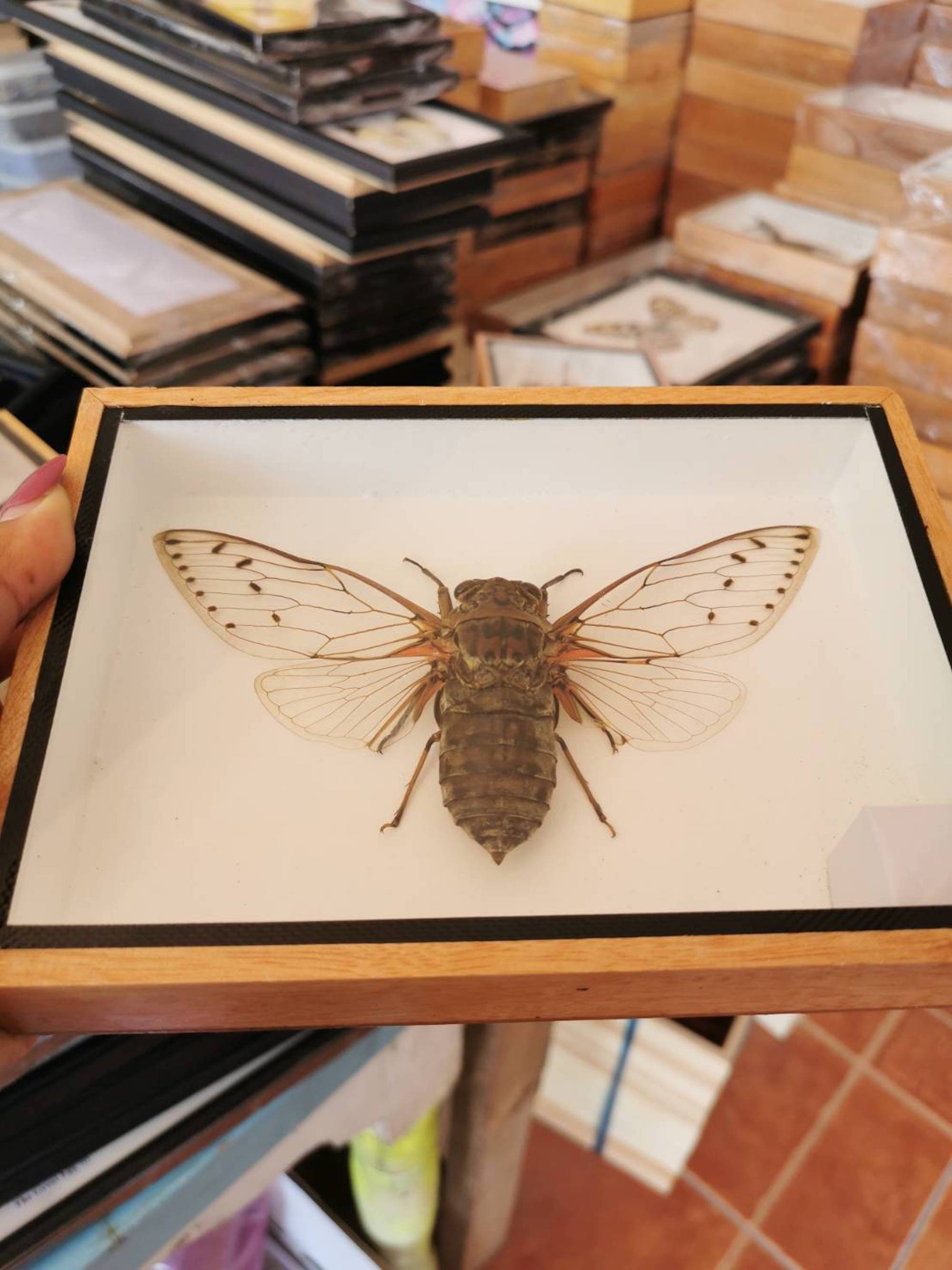 Real Giant Cicada Speciosa Taxidermy Insect in Display Wood - Etsy UK