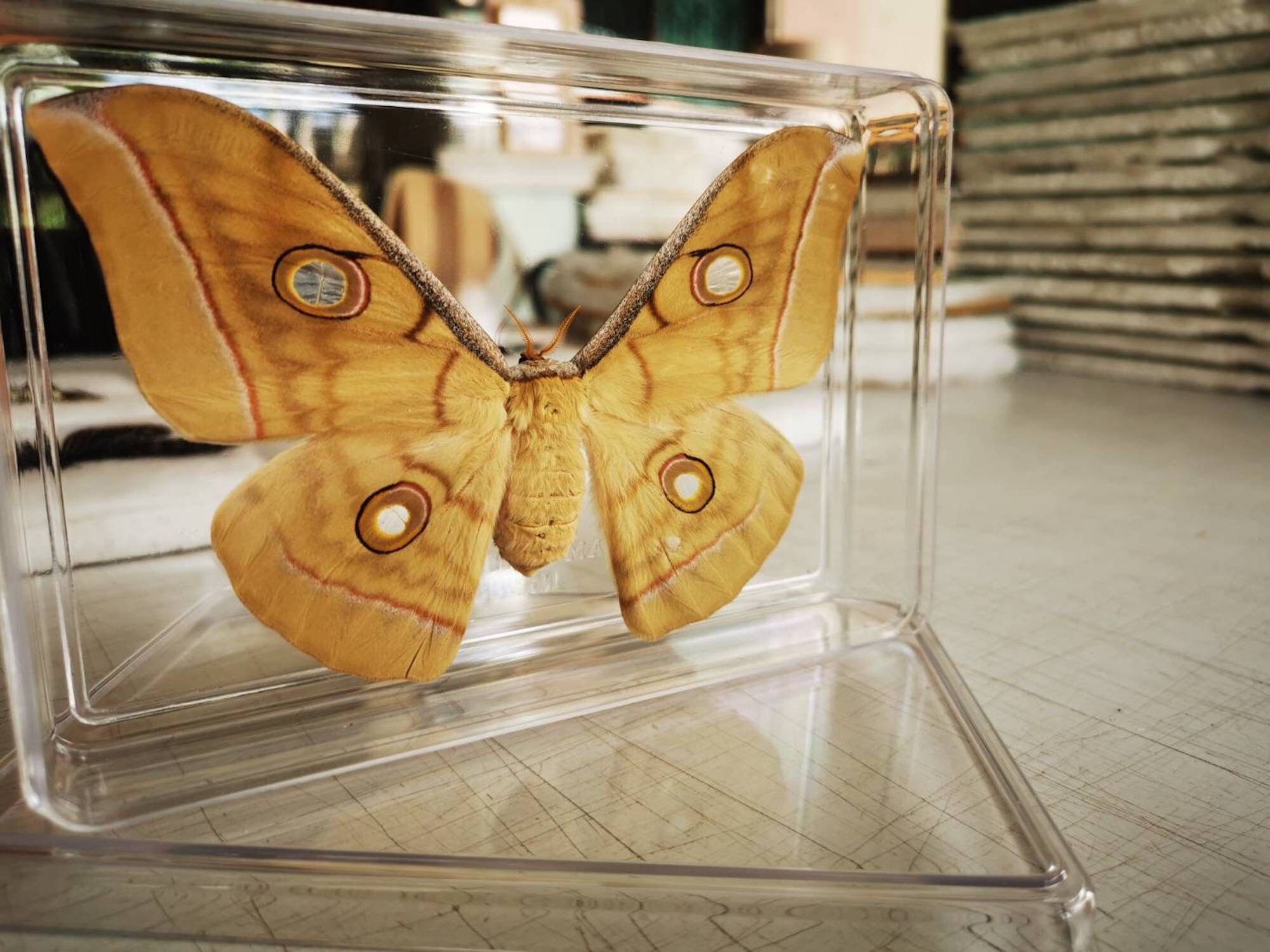 Antheraea Frithi Pedunculata Butterfly Insect Taxidermy Clear - Etsy