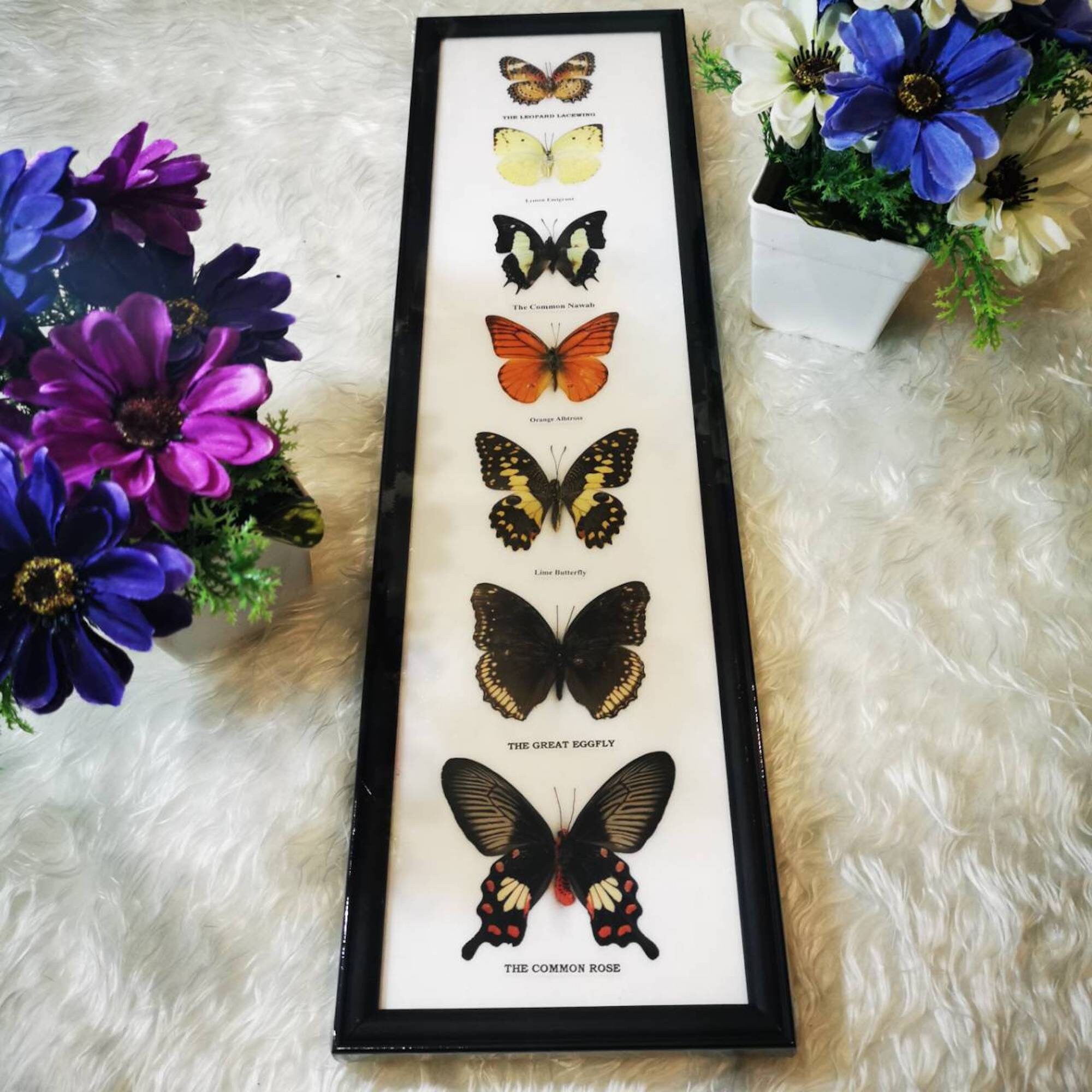 7 Mix Real Butterfly Insect Taxidermy Wood Frame Portrait Display Home ...