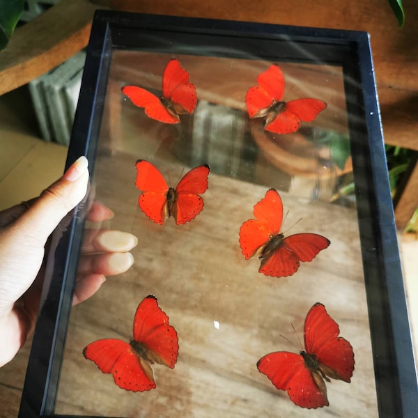 Insect Display - Etsy