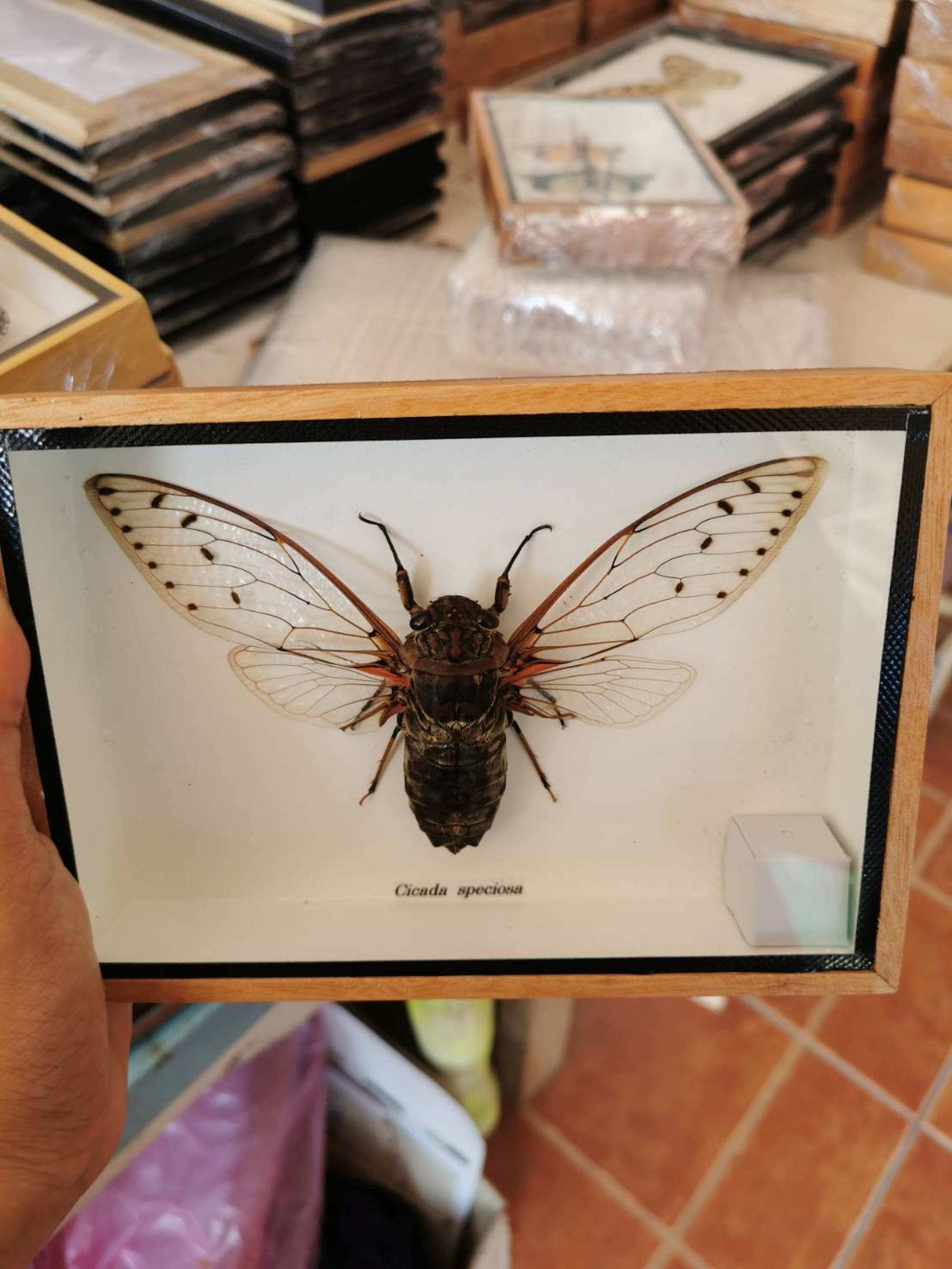 Real Giant Cicada Speciosa Taxidermy Insect in Display Wood - Etsy UK