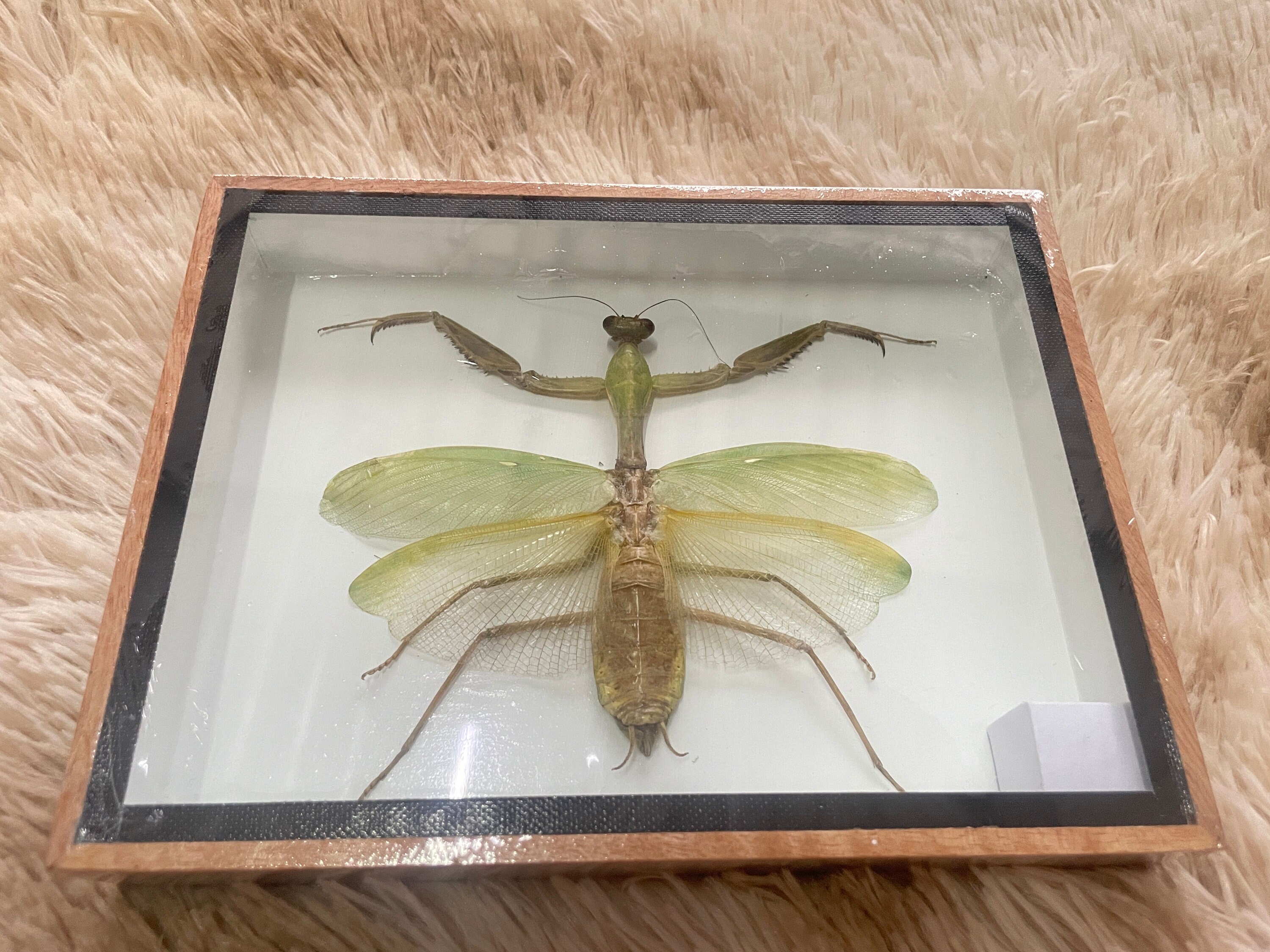 Real Giant Praying Mantis Taxidermy Insect in Display Wood Frame Home ...