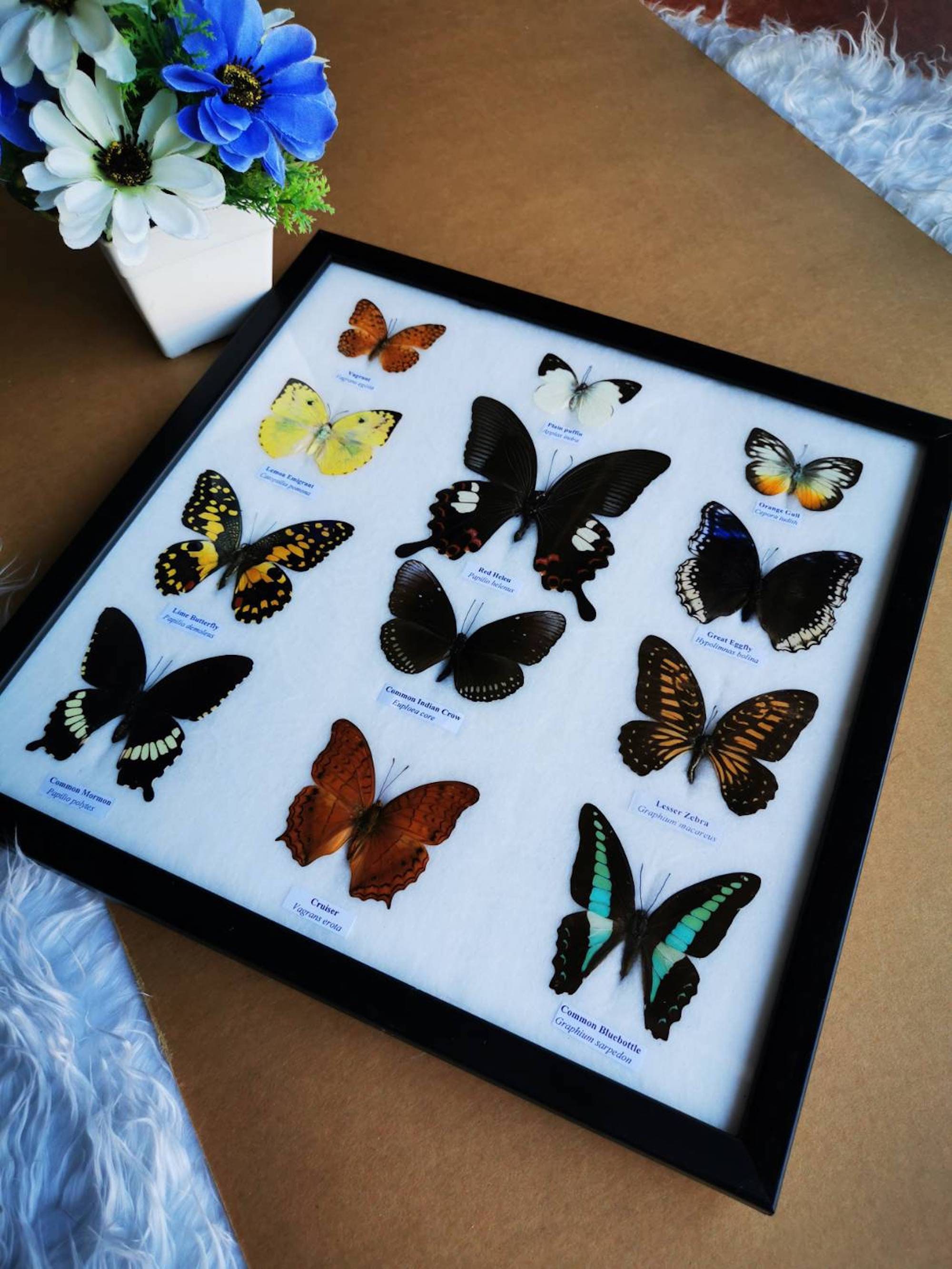 Mix Butterfly Insect Taxidermy Entomology Frame Display Home - Etsy