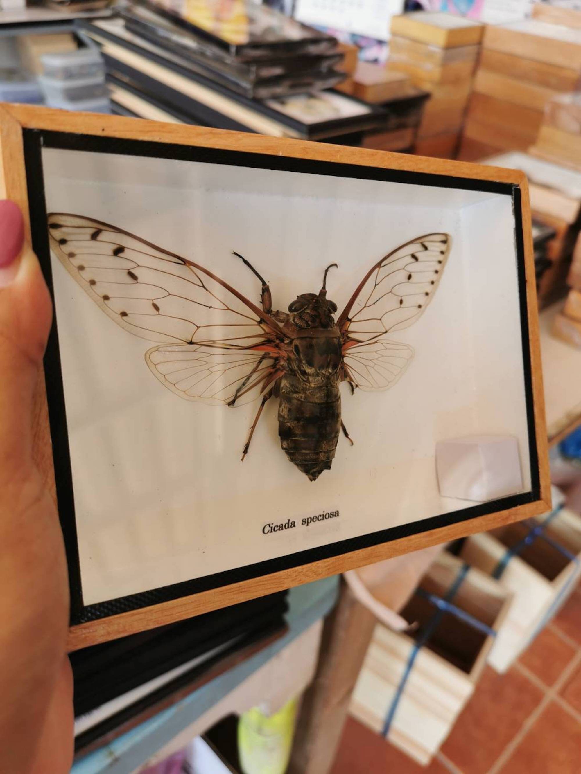 Real Giant Cicada Speciosa Taxidermy Insect in Display Wood - Etsy UK