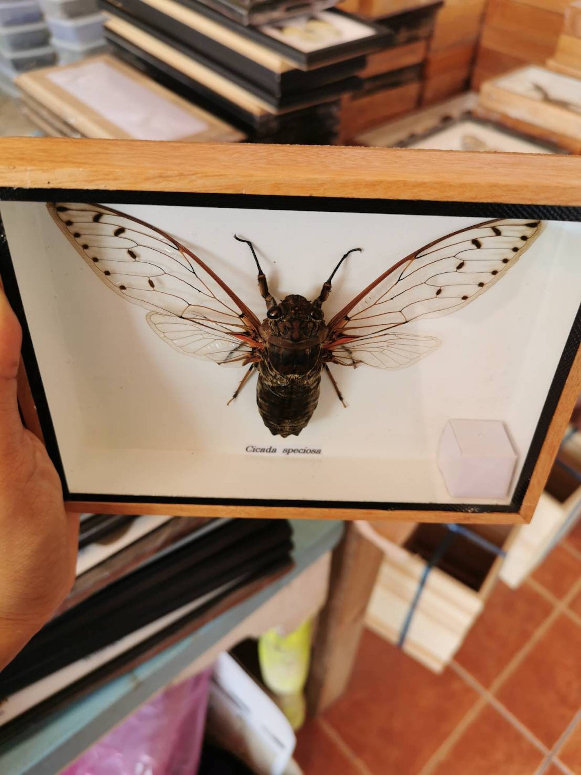 Real Giant Cicada Speciosa Taxidermy Insect in Display Wood - Etsy UK