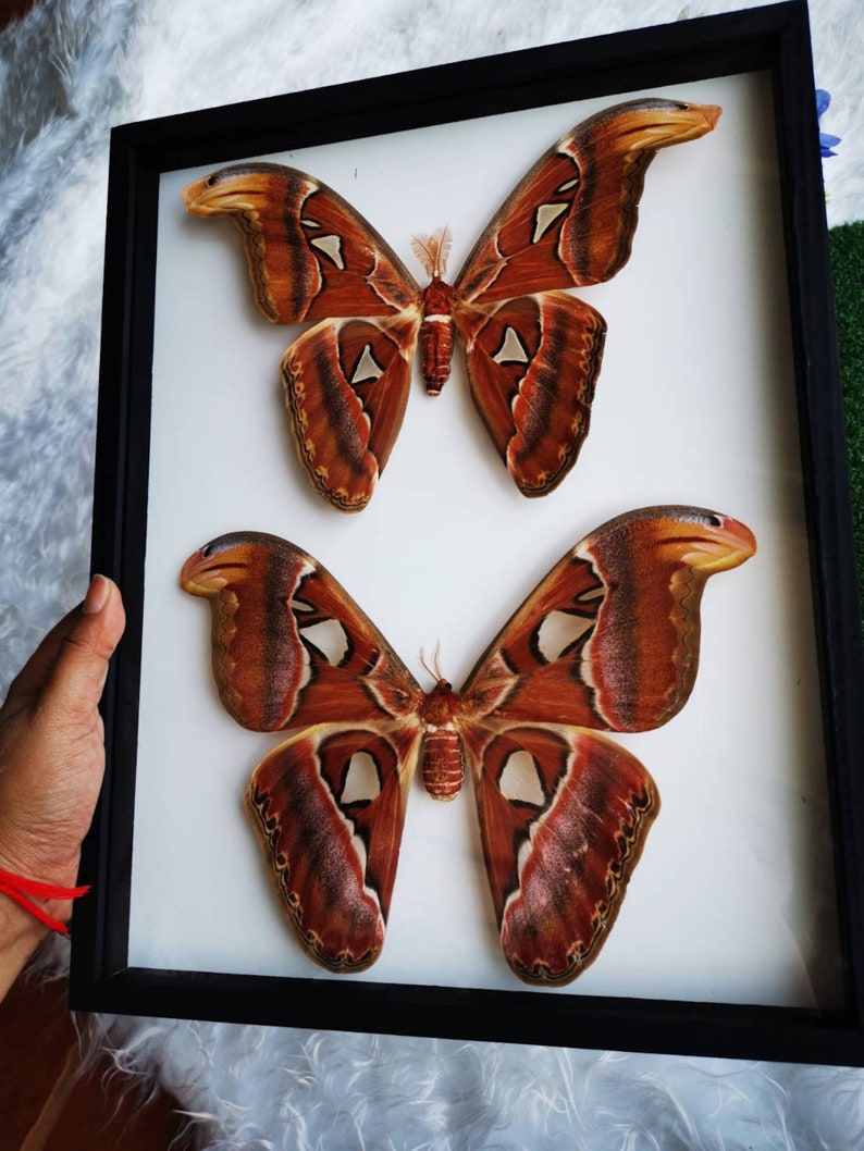 Set Atlas Moth F&M Butterfly Insect Taxidermy Floating Wood | Etsy