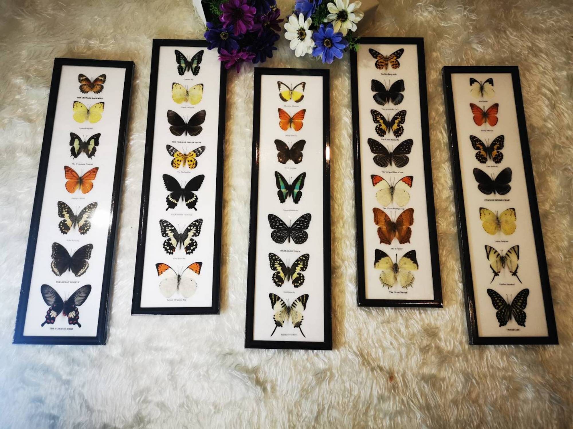 Real Mix Set BUTTERFLY Taxidermy Insect Display Frame Wall - Etsy