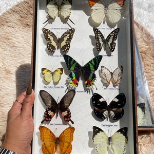 Real Mix 11 Butterfly Insect Taxidermy in Box Wood Frame Display Home ...