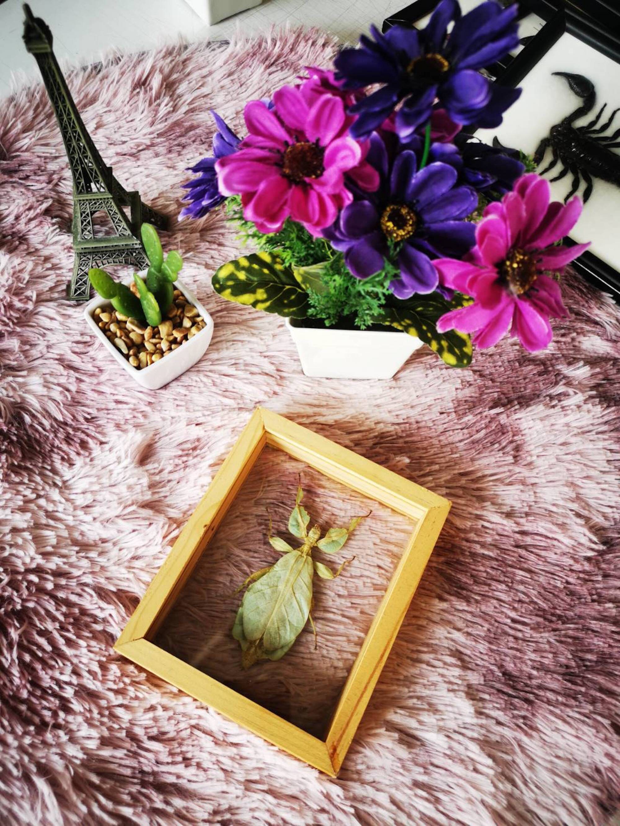 Green Leaf Phyllium Sicipholium Insect Taxidermy Double Glass - Etsy