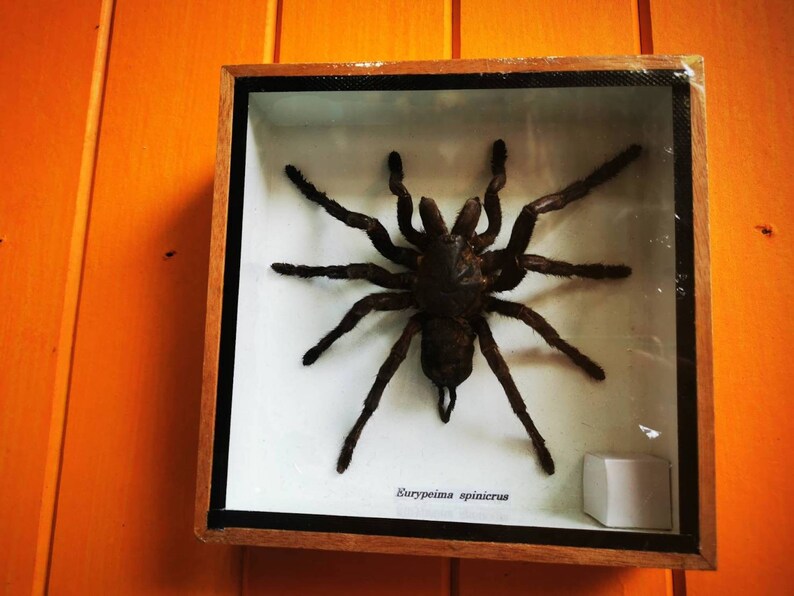 Real Giant Black Spider Insect Taxidermy in Wood Box Display | Etsy