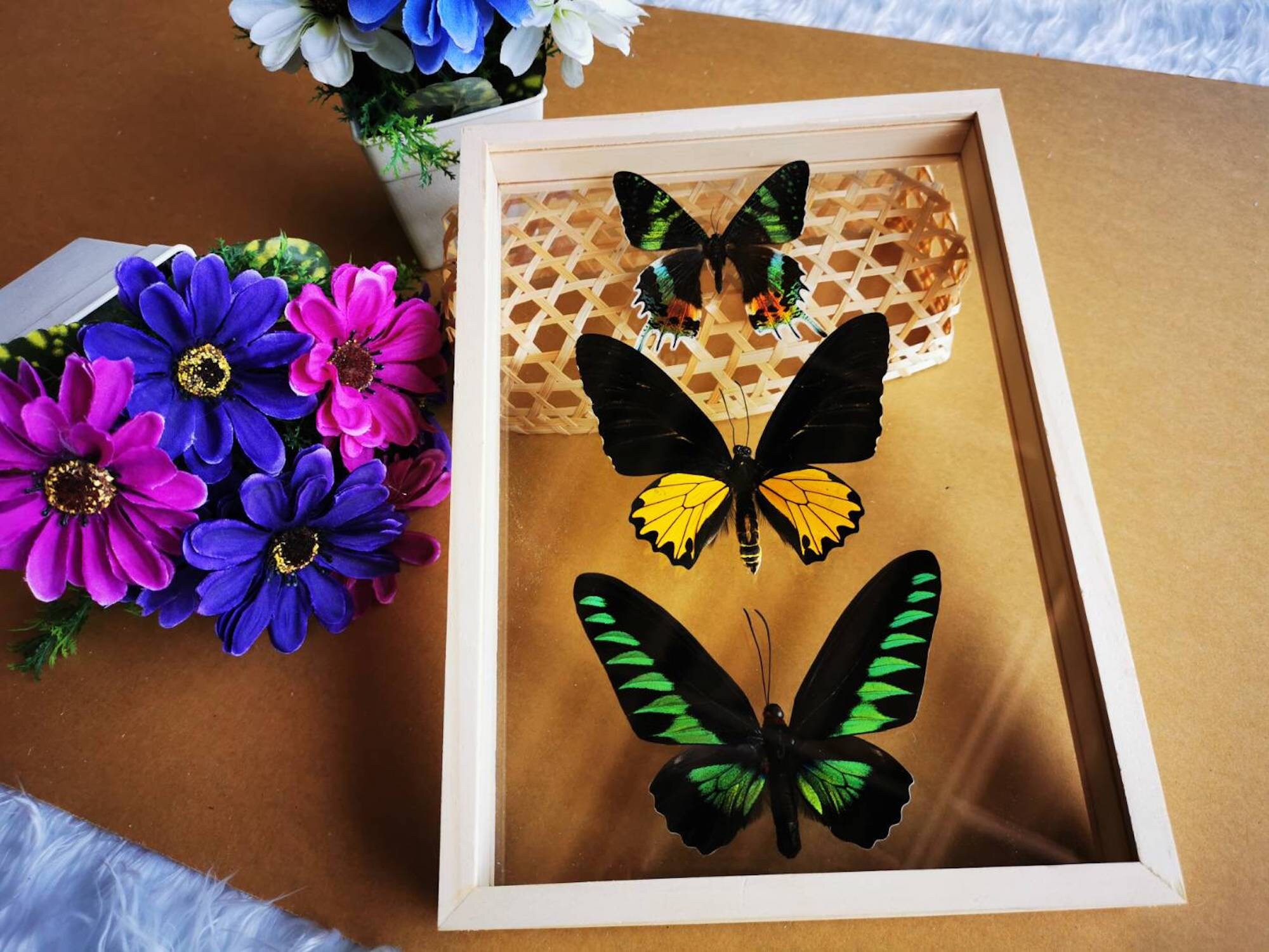 Mix Butterfly Insect Taxidermy Double Sided Acrylic Glass Display Frame ...