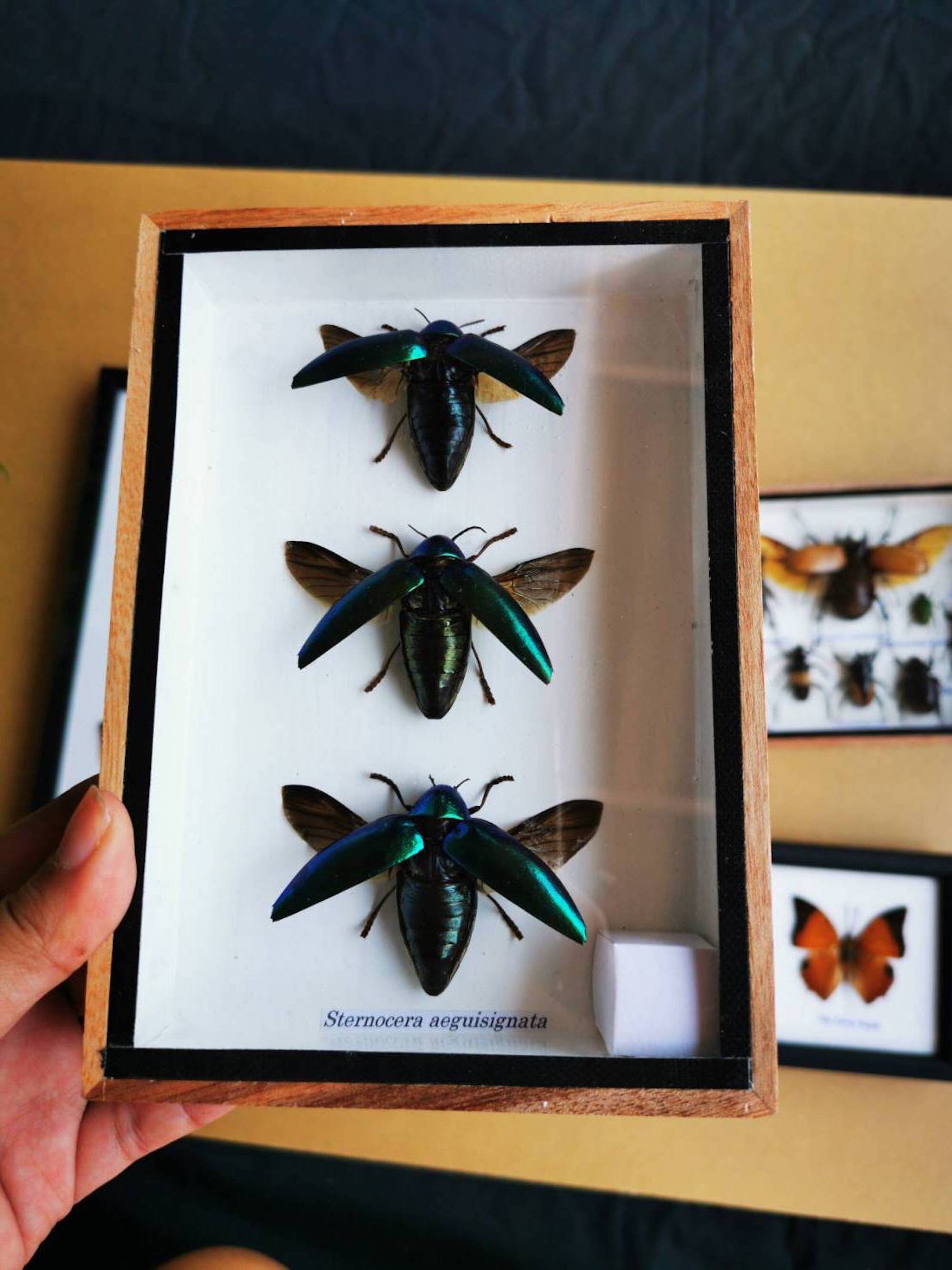 Mix New Collection Butterfly Insect Taxidermy Frame Display Home Decor ...