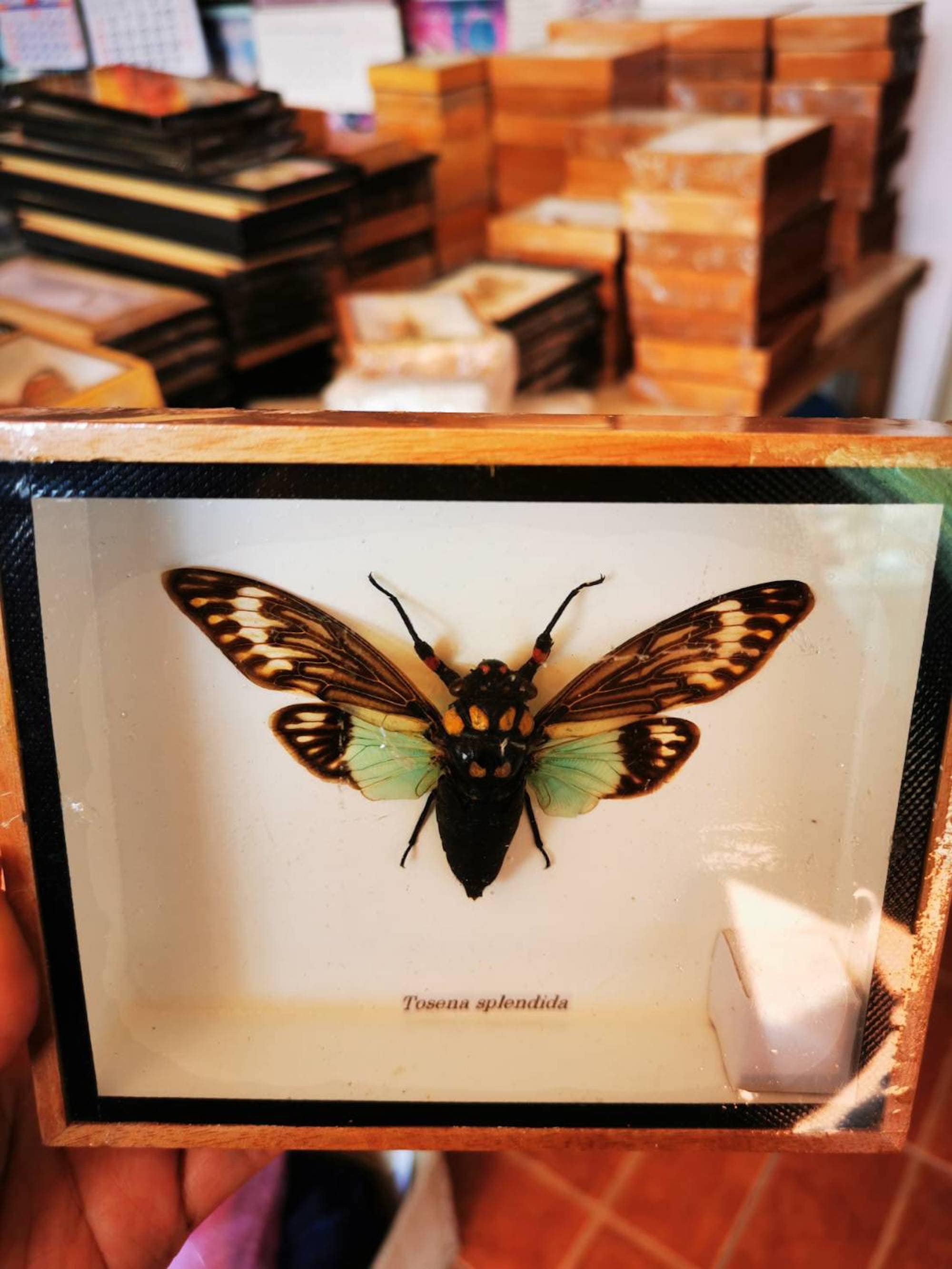 Tosena splendida 100mm A1 Two Blue Cicada Specimens Entomology ...