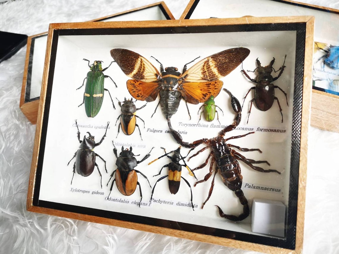 Set Mix Collection Insect Bugs Taxidermy Wood Box Display In | Etsy