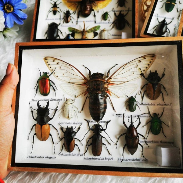 Entomology - Etsy