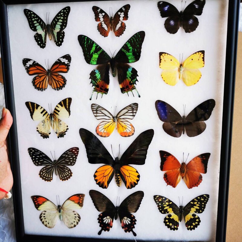 Butterfly Display - Etsy