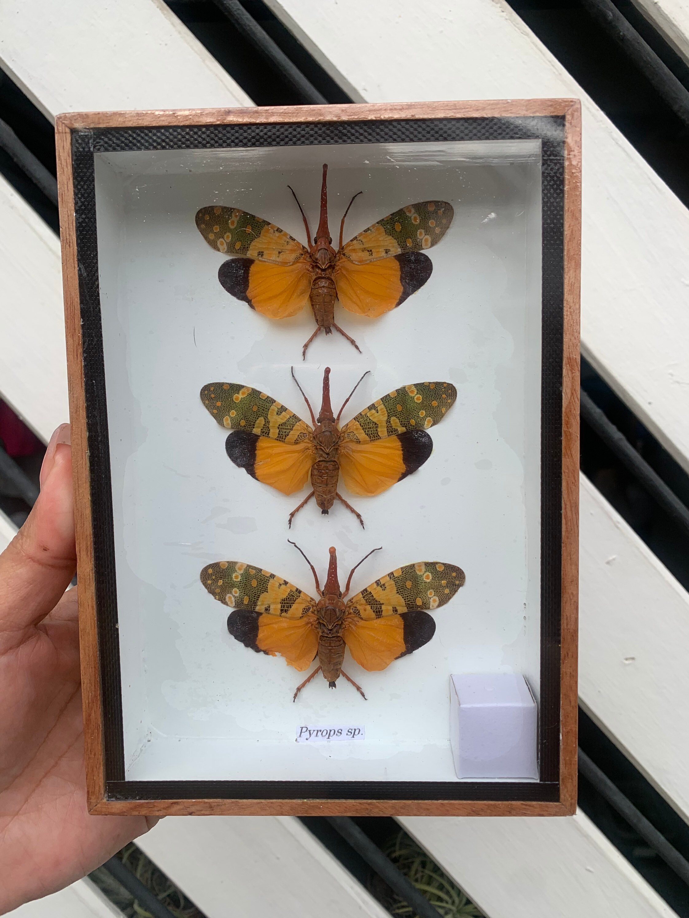 Real Pyrops Sp Lanternfly Insects Taxidermy Wood Box Display Home Decor ...