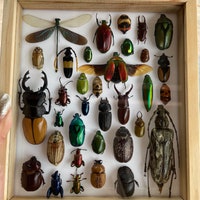Entomology - Etsy
