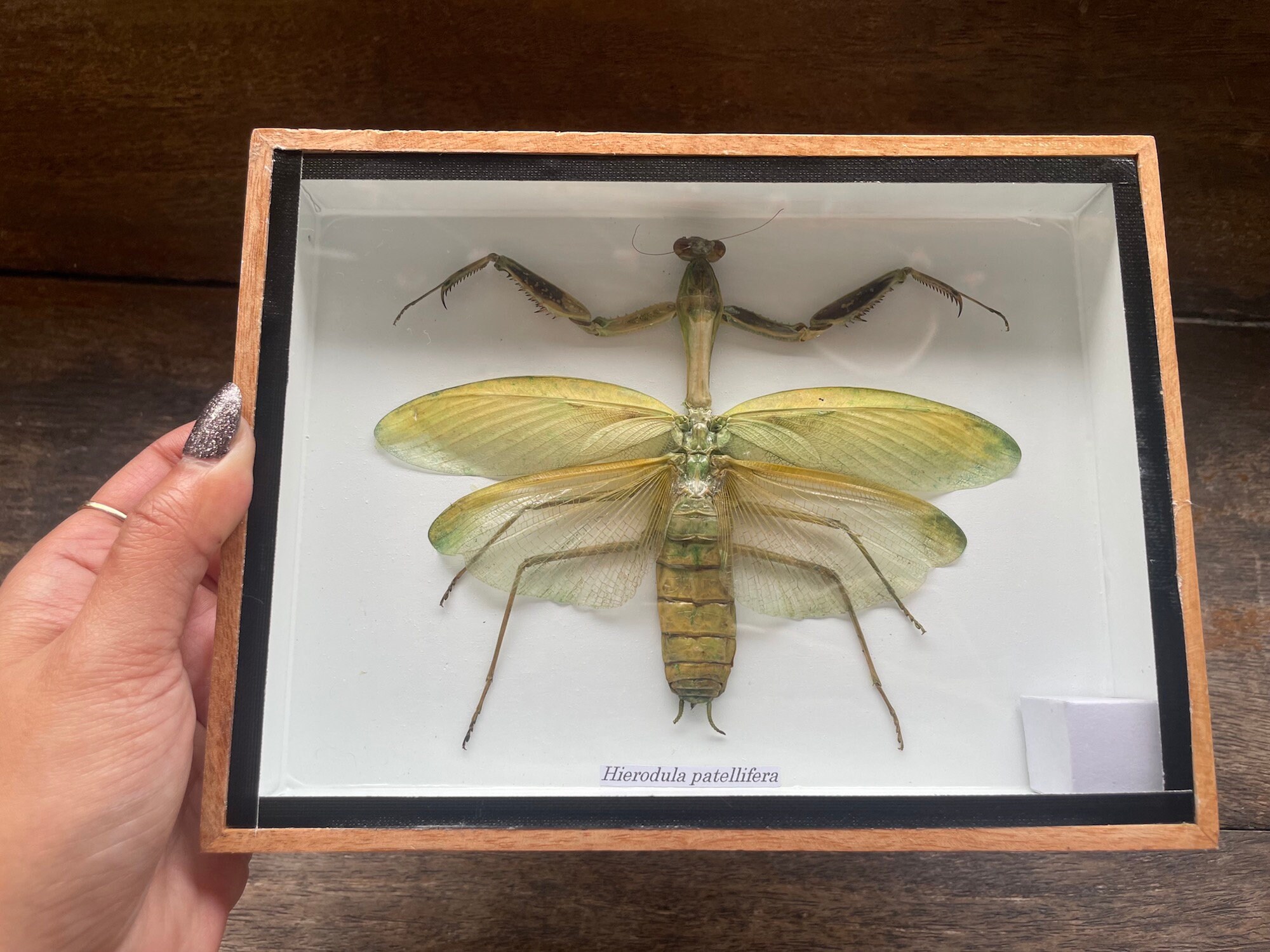 Real Giant Praying Mantis Taxidermy Insect in Display Wood Frame Home ...