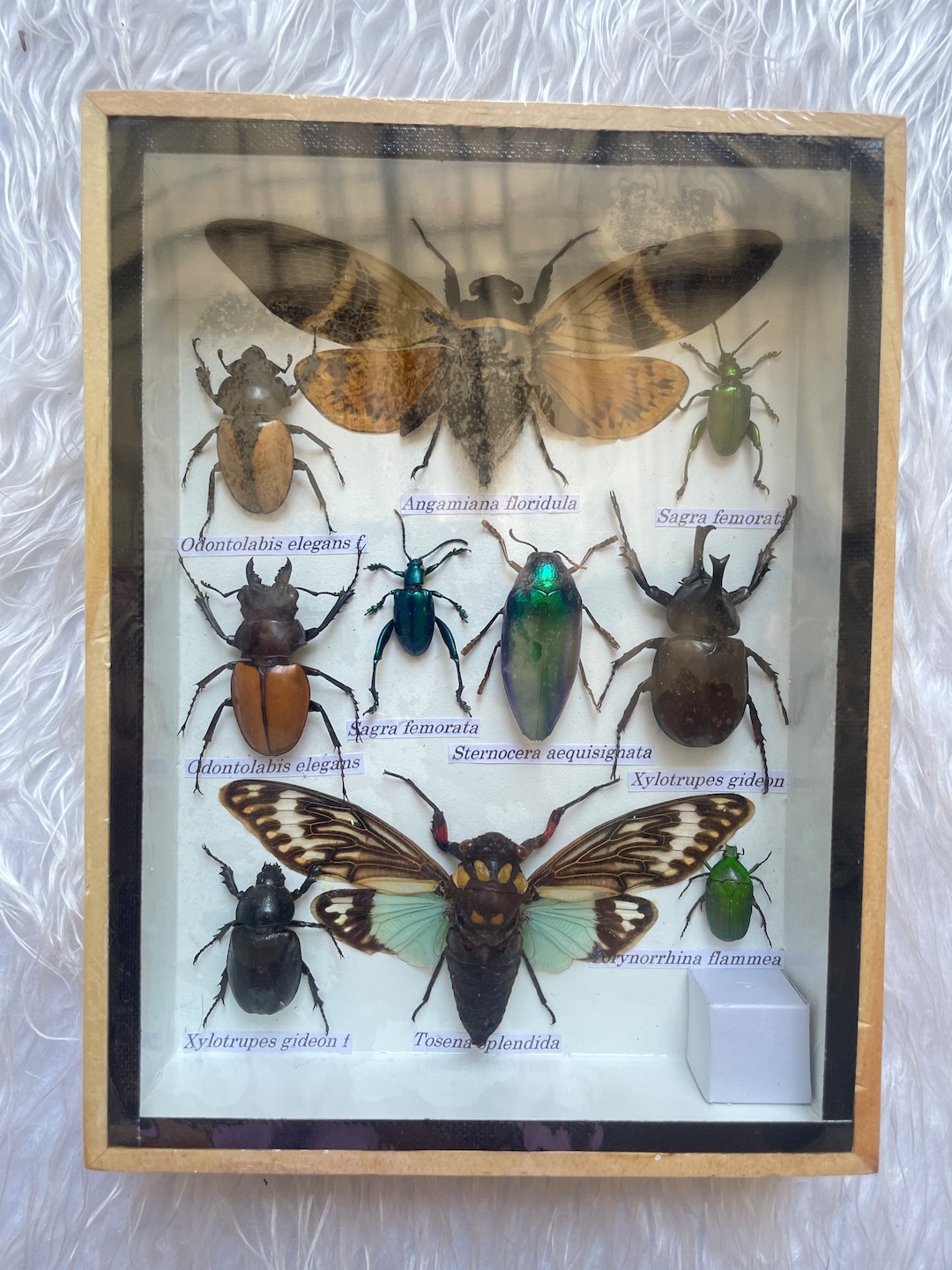 Set Mix Beetle Insect Angamiana Floridula Taxidermy Entomology Wood Box ...