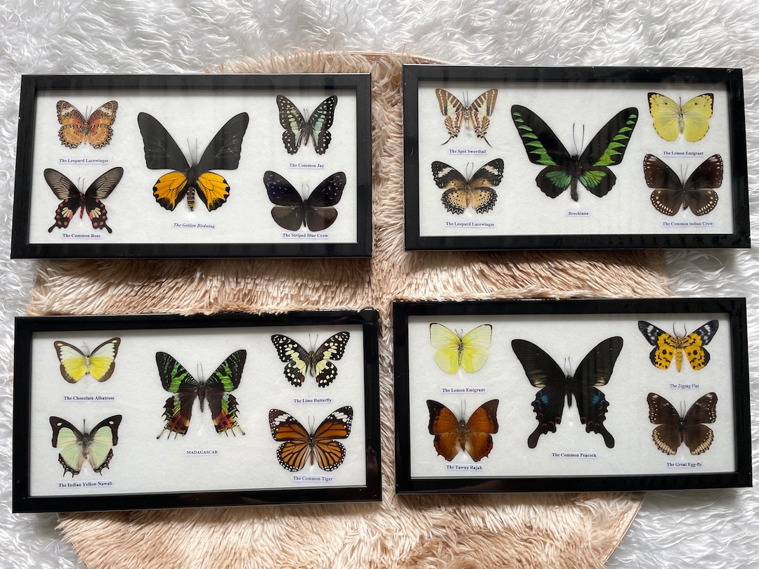 Set 4 Mix Luxury Style Real Butterfly in Frame Display Insect Taxidermy ...