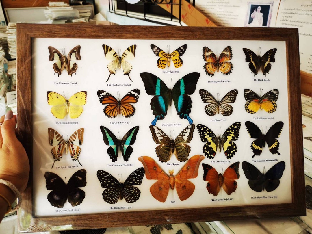 Mix 20 Beautiful Thai Butterfly Insect Taxidermy Entomology Frame ...