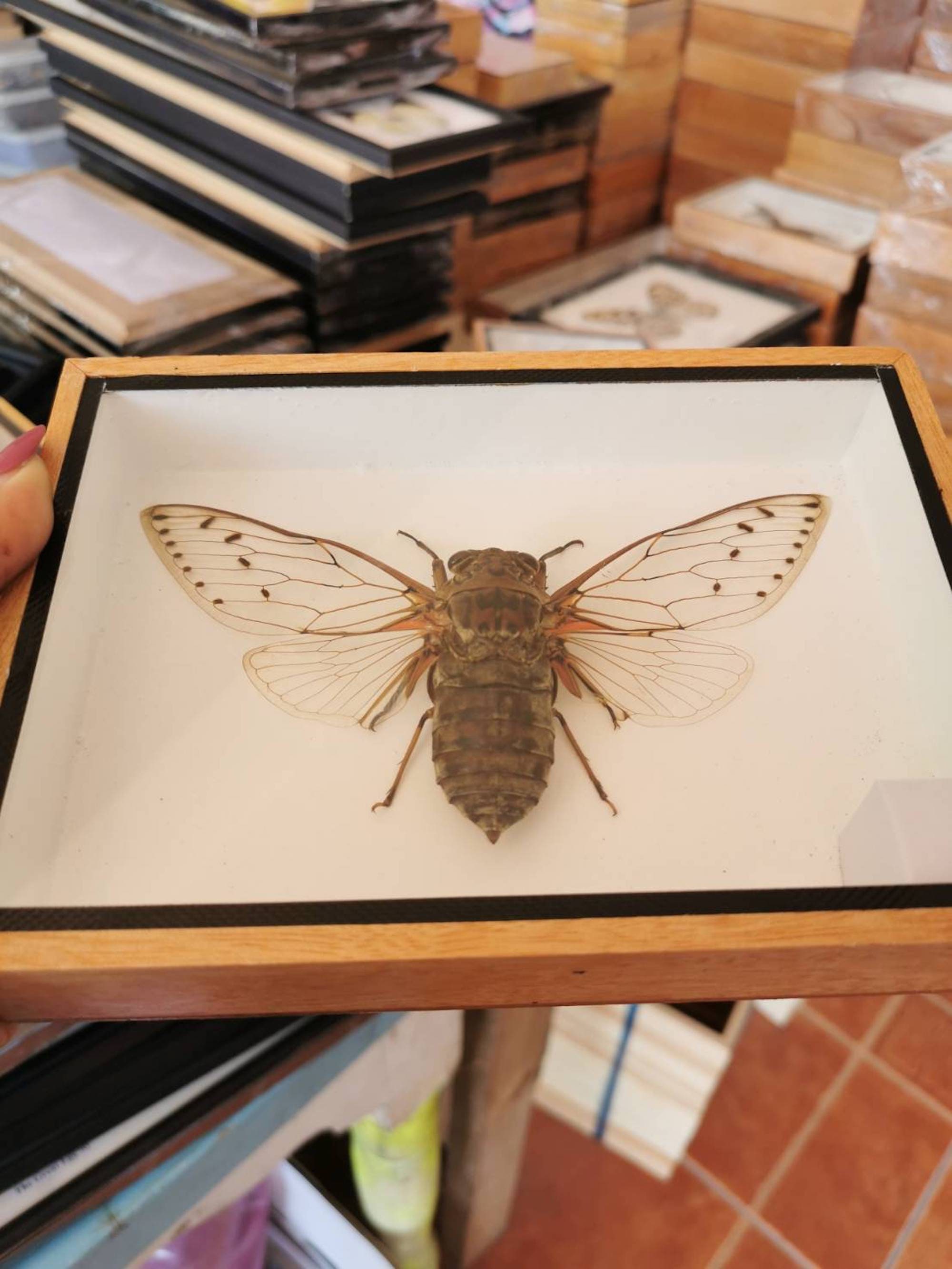 Real Giant Cicada Speciosa Taxidermy Insect in Display Wood - Etsy UK