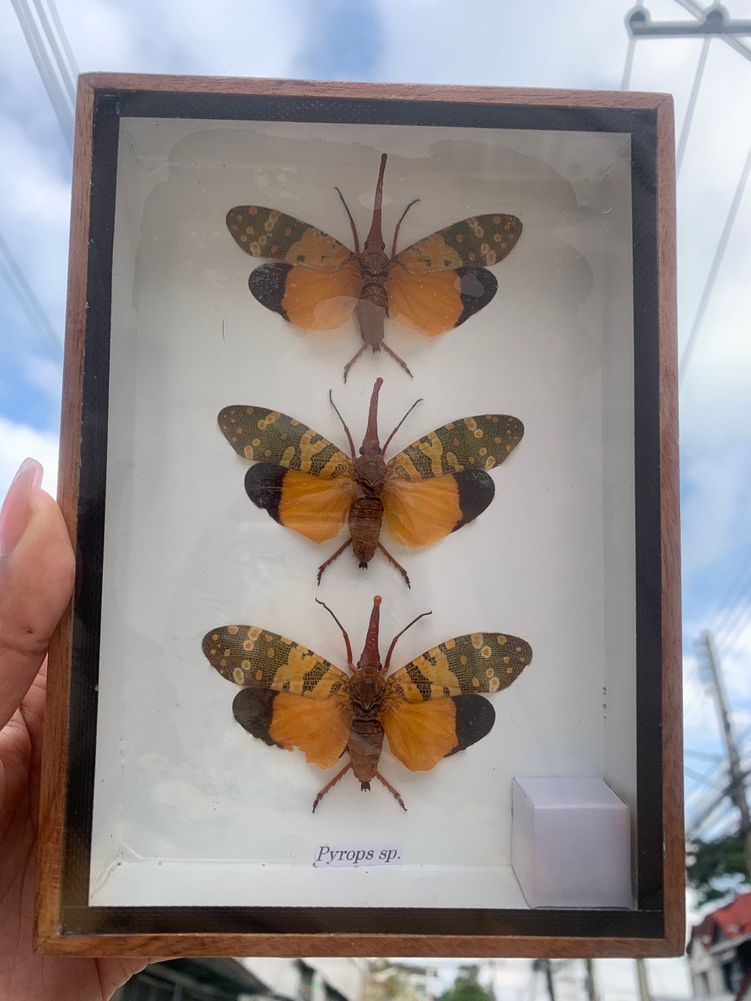 Real Pyrops Sp Lanternfly Insects Taxidermy Wood Box Display Home Decor ...
