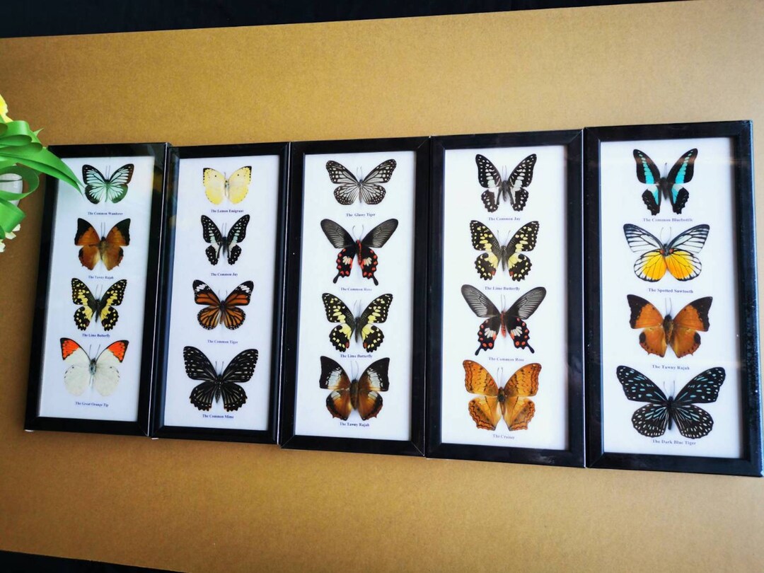 Collection Set Mix Real Butterfly Taxidermy Insect Wood Frame Portrait ...