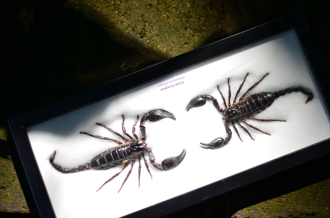 Real Black Giant Scorpion Taxidermy Insect Home Decoration in Wood ...