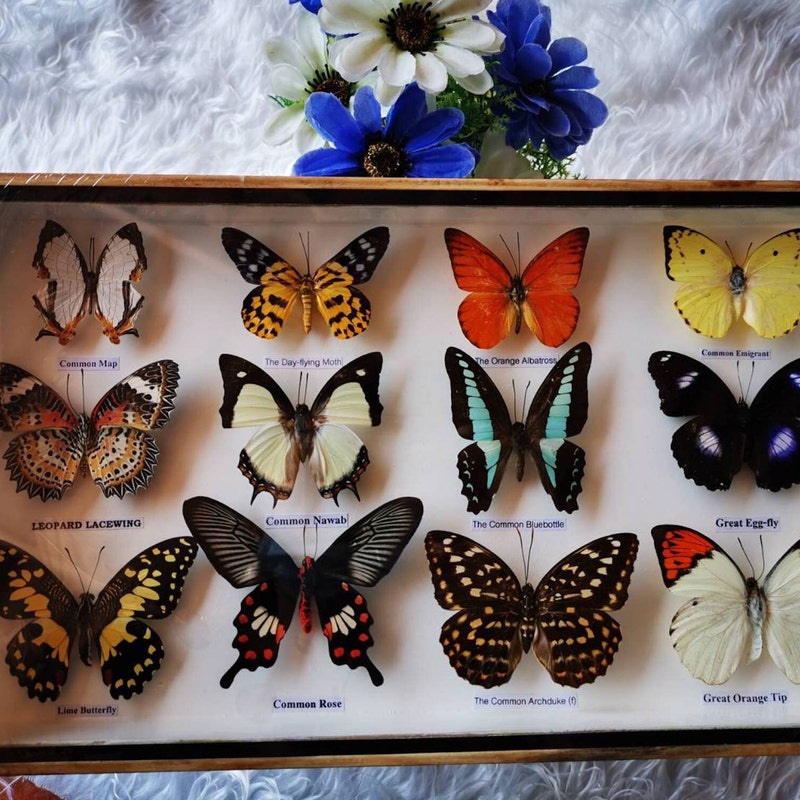 Real Butterfly Framed - Etsy