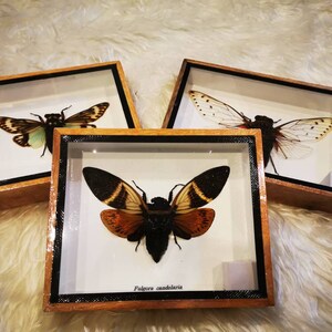 3 Real Mix CICADA Bugs Insect Taxidermy in Display Wood Frame Home ...