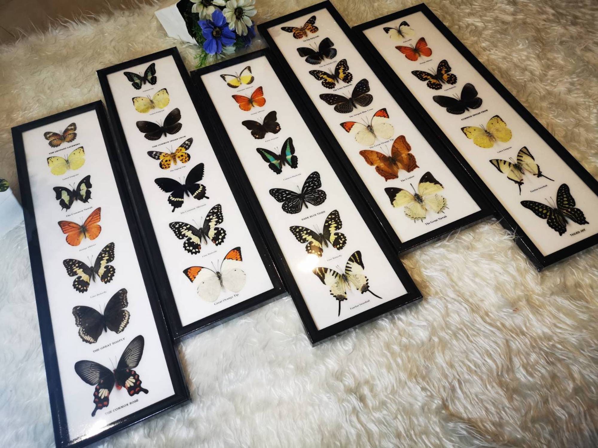 Real Mix Set BUTTERFLY Taxidermy Insect Display Frame Wall - Etsy