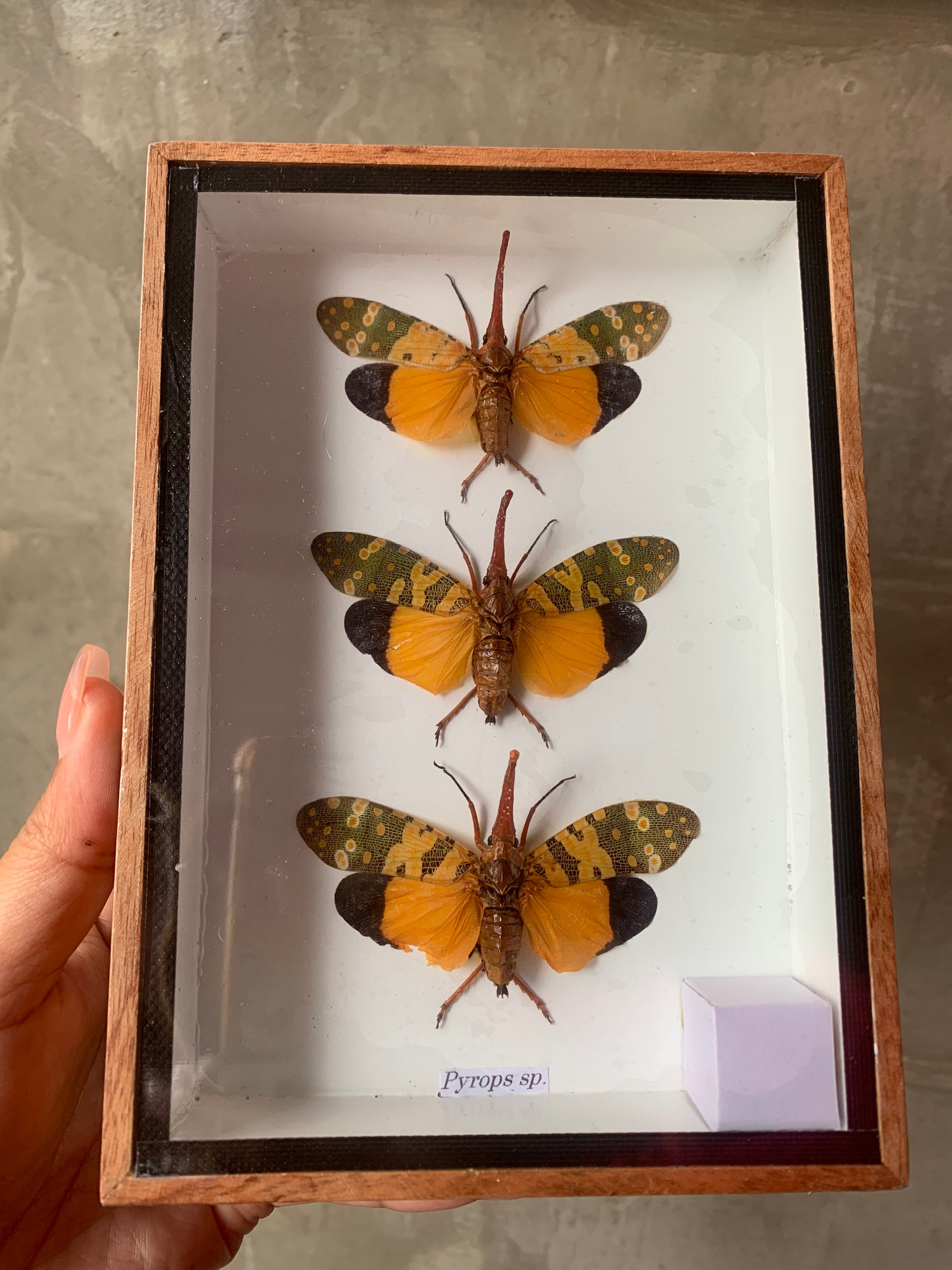 Real Pyrops Sp Lanternfly Insects Taxidermy Wood Box Display Home Decor ...