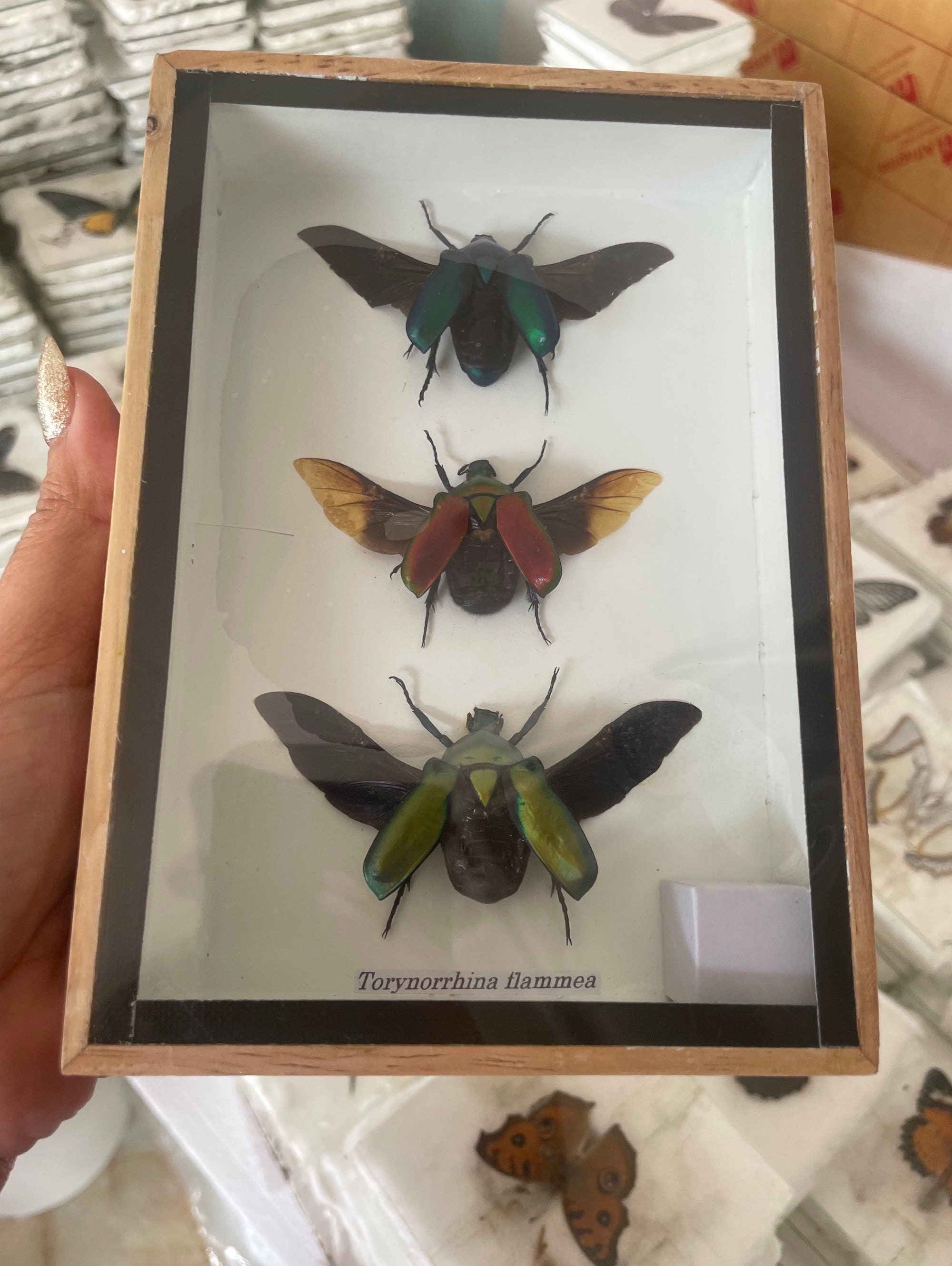 Real Torynorrhina Flammea Beetle Taxidermy Insect Frame Picture Home ...