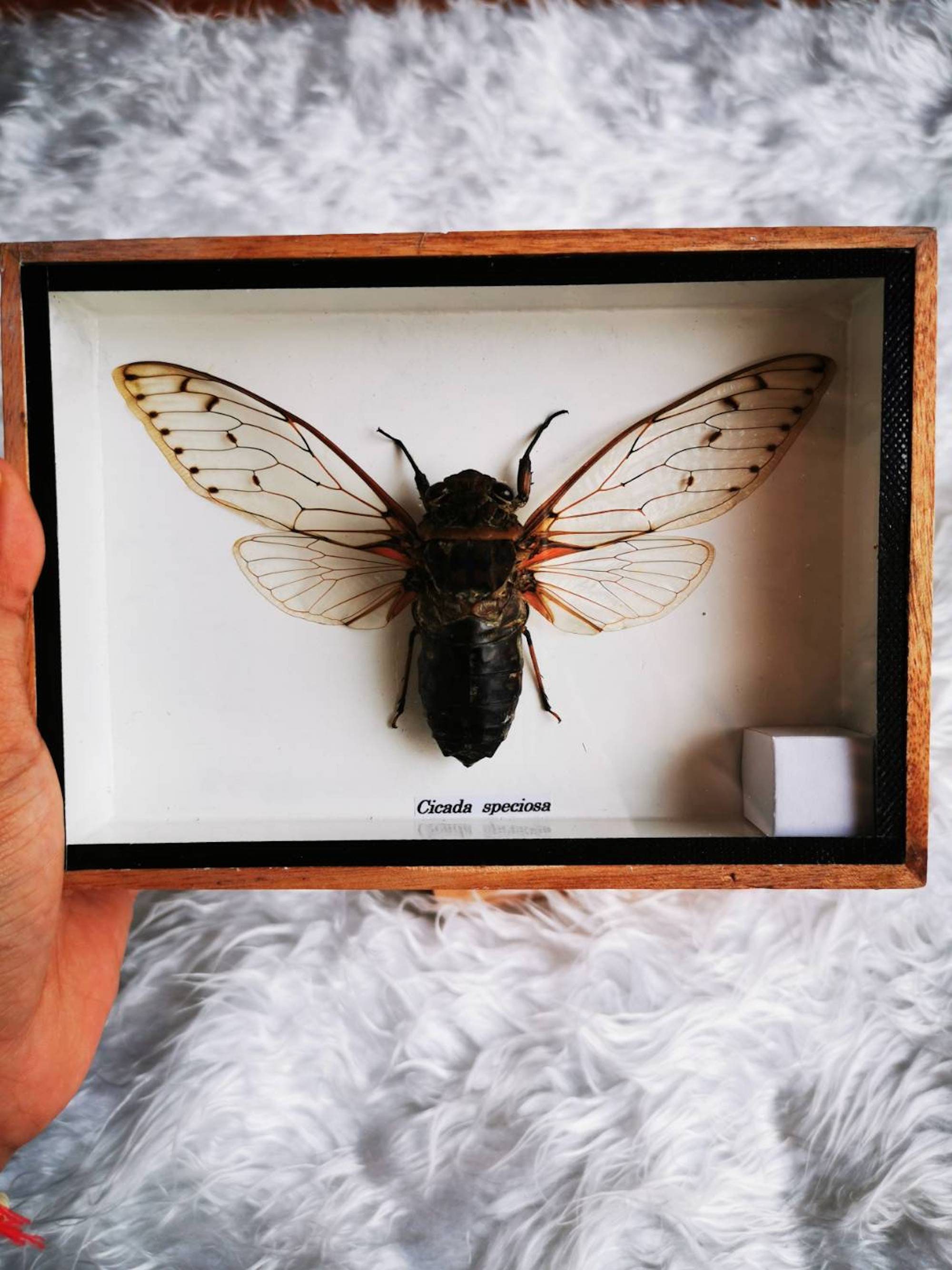 3 Real Mix CICADA Bugs Insect Taxidermy in Display Wood Frame - Etsy