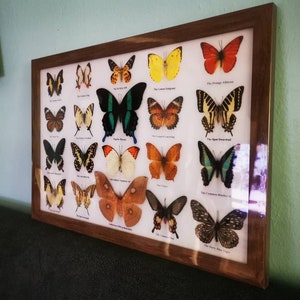 Mix 20 Beautiful Thai Butterfly Insect Taxidermy Entomology Frame ...