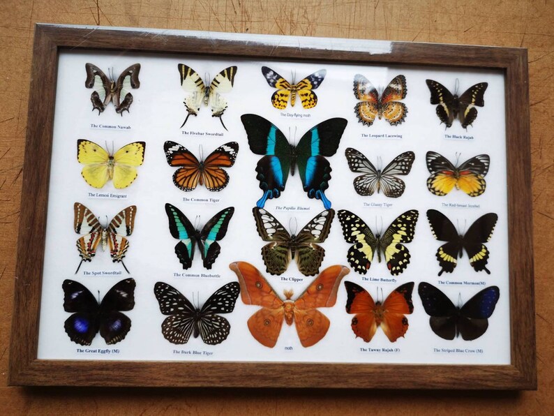 Mix 20 Beautiful Thai Butterfly Insect Taxidermy Entomology Frame ...