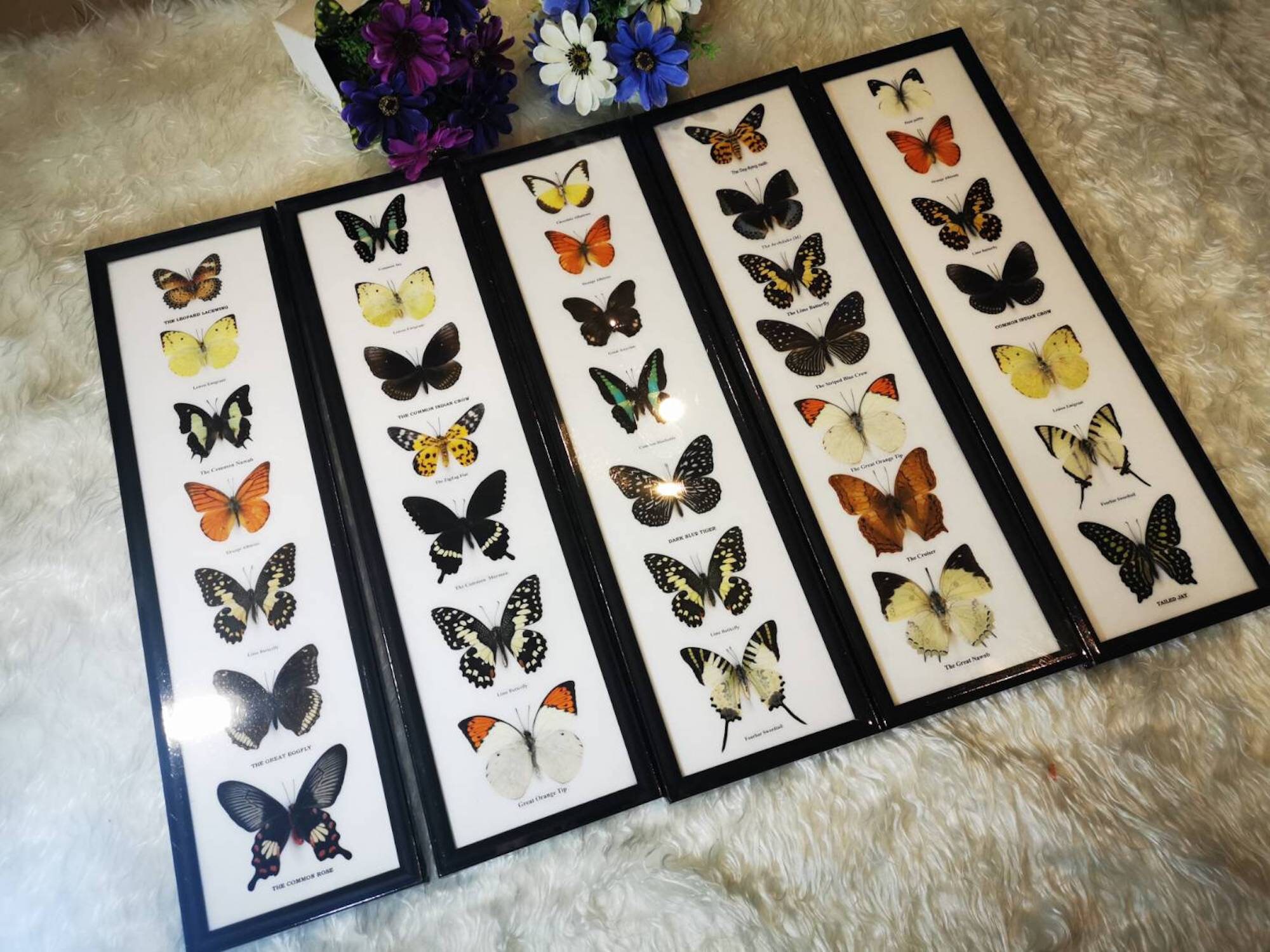 Real Mix Set BUTTERFLY Taxidermy Insect Display Frame Wall - Etsy
