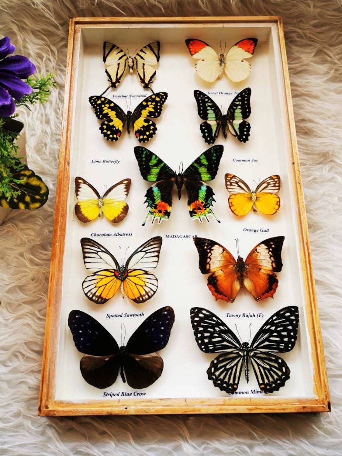 Real Mix 11 Butterfly Insect Taxidermy in Box Wood Frame Display Home ...