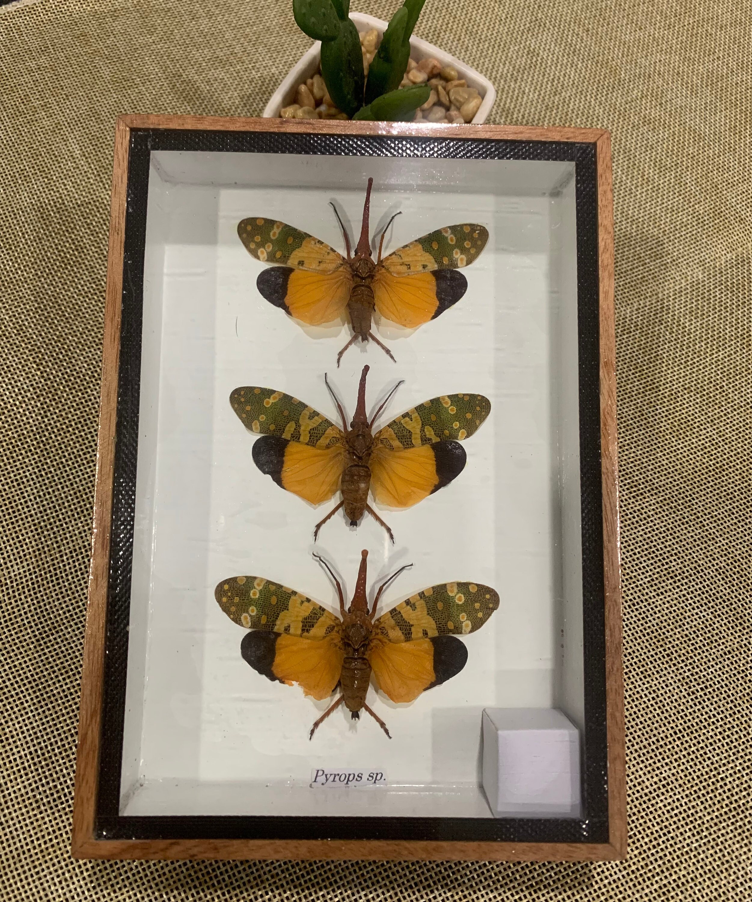 Real Pyrops Sp Lanternfly Insects Taxidermy Wood Box Display - Etsy UK