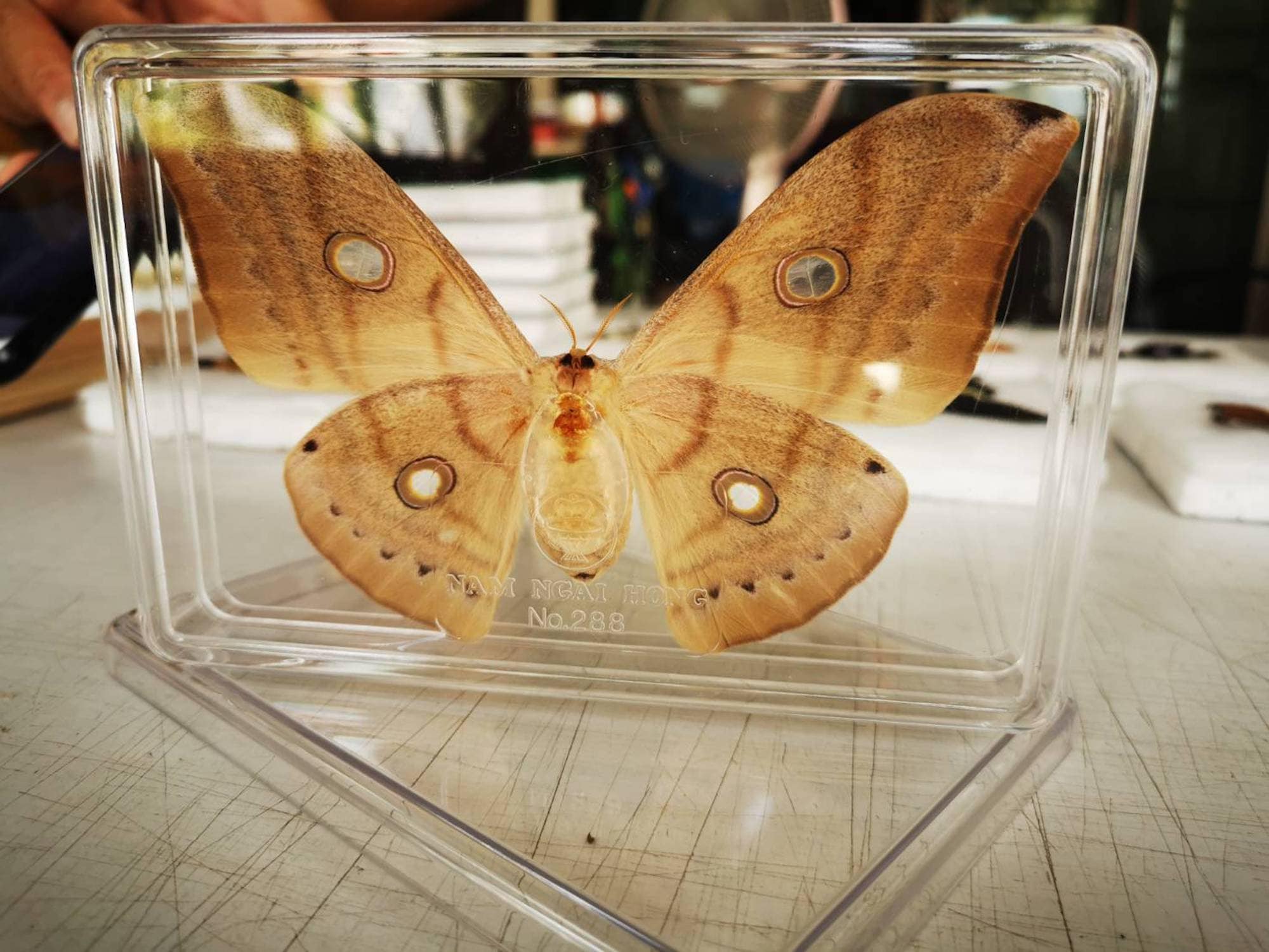 Antheraea Frithi Pedunculata Butterfly Insect Taxidermy Clear - Etsy