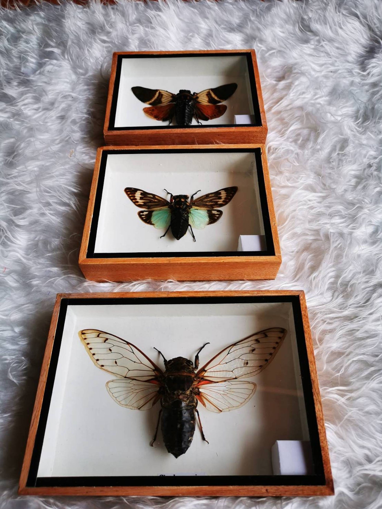 3 Real Mix CICADA Bugs Insect Taxidermy in Display Wood Frame - Etsy