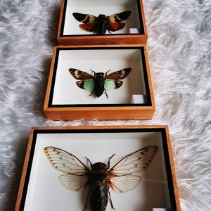 3 Real Mix CICADA Bugs Insect Taxidermy in Display Wood Frame Home ...