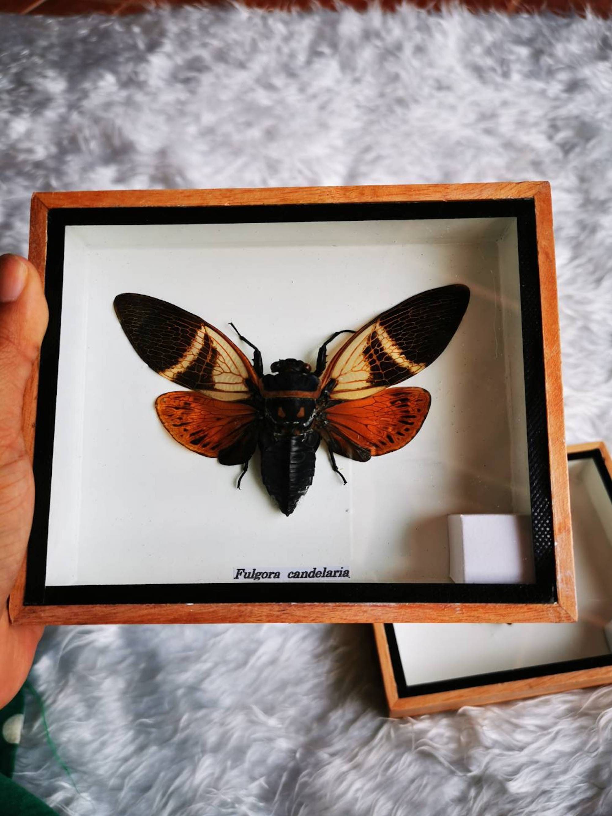 3 Real Mix CICADA Bugs Insect Taxidermy in Display Wood Frame - Etsy