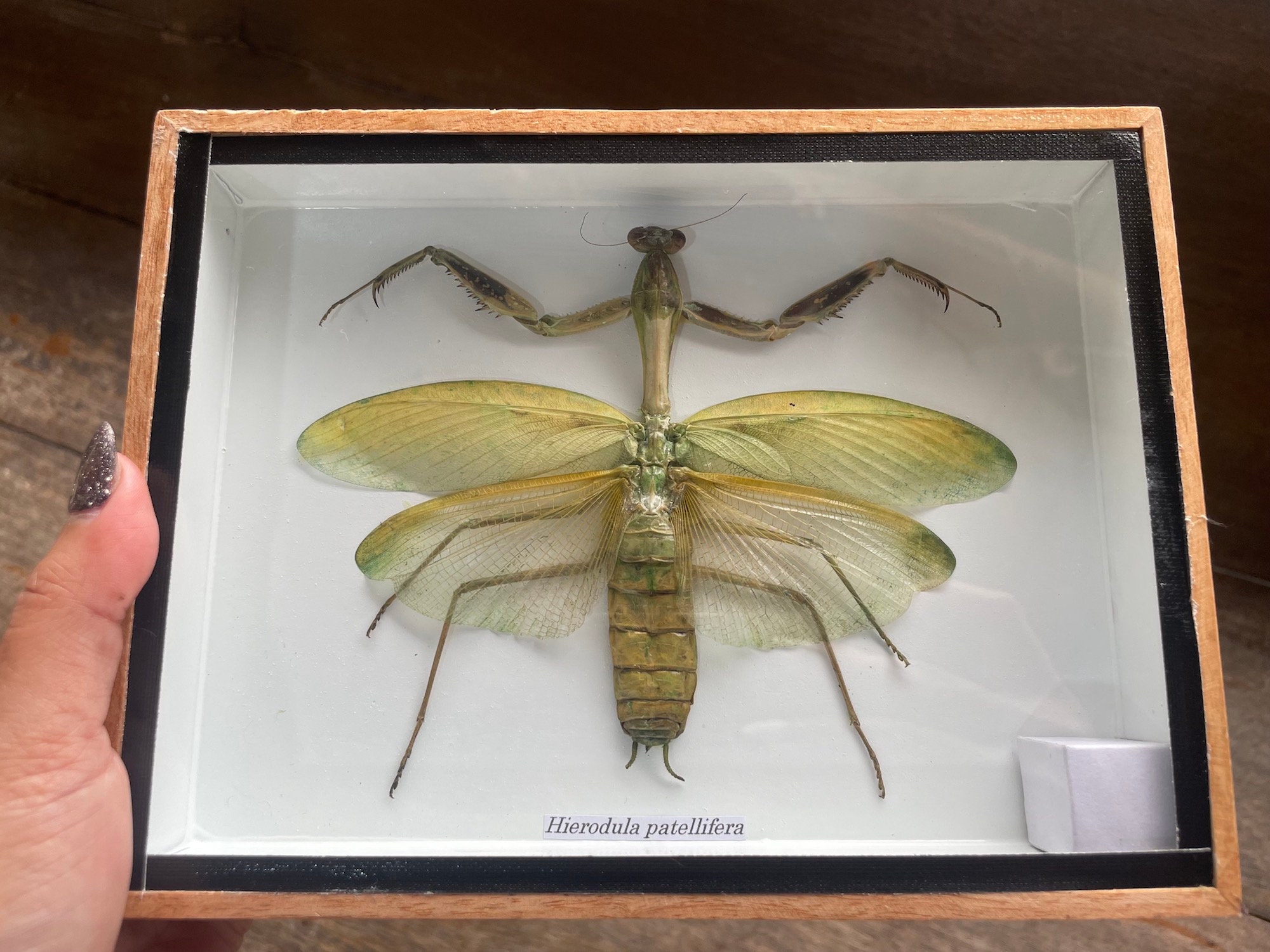 Real Giant Praying Mantis Taxidermy Insect in Display Wood Frame Home ...